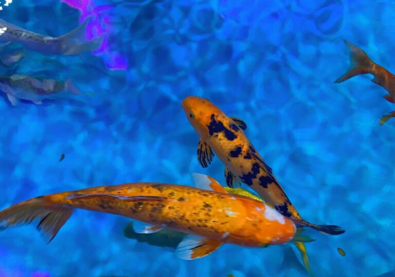 100+ Best Koi Fish Names - The Ultimate List | FishLab