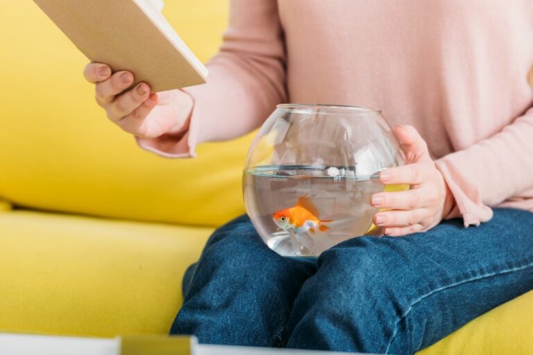 How to Train a Betta Fish: A Step-by-Step Comprehensive Guide | FishLab