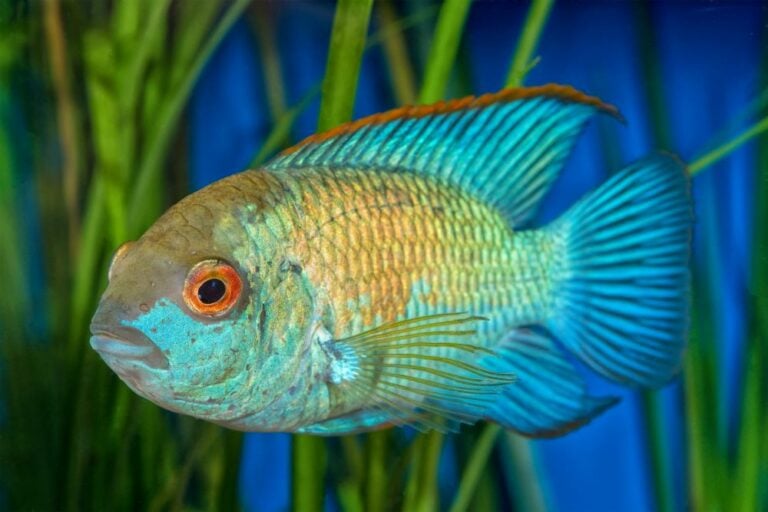 100+ Best Green Fish Names - The Ultimate List | FishLab