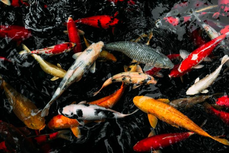 100+ Best Koi Fish Names - The Ultimate List | FishLab