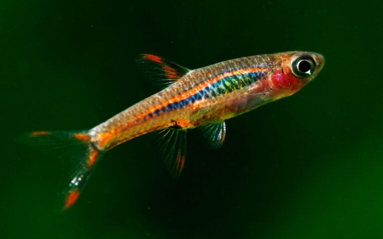 100+ Fish Pun Names: A Splash of Humor for Your Aquatic Companions ...