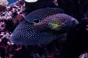 Betta Fish in the Wild: Understanding Their Natural Habitat and ...