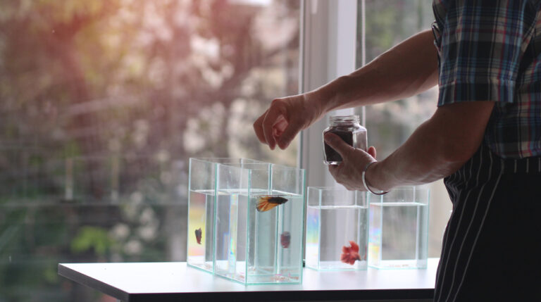 How to Train a Betta Fish: A Step-by-Step Comprehensive Guide | FishLab