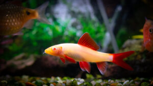 100+ Fish Pun Names: A Splash of Humor for Your Aquatic Companions ...