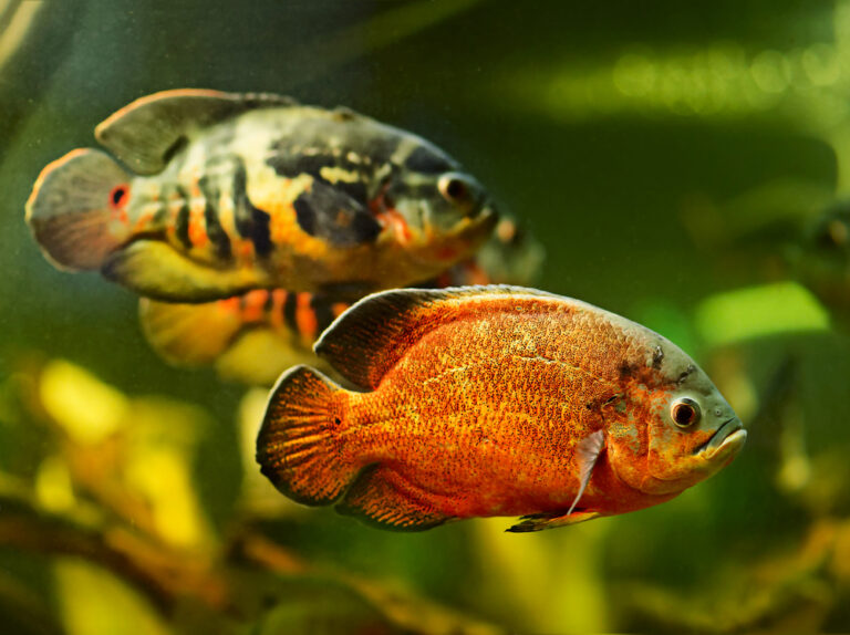 100+ Weirdest Fish Names Ever - The Ultimate List | FishLab