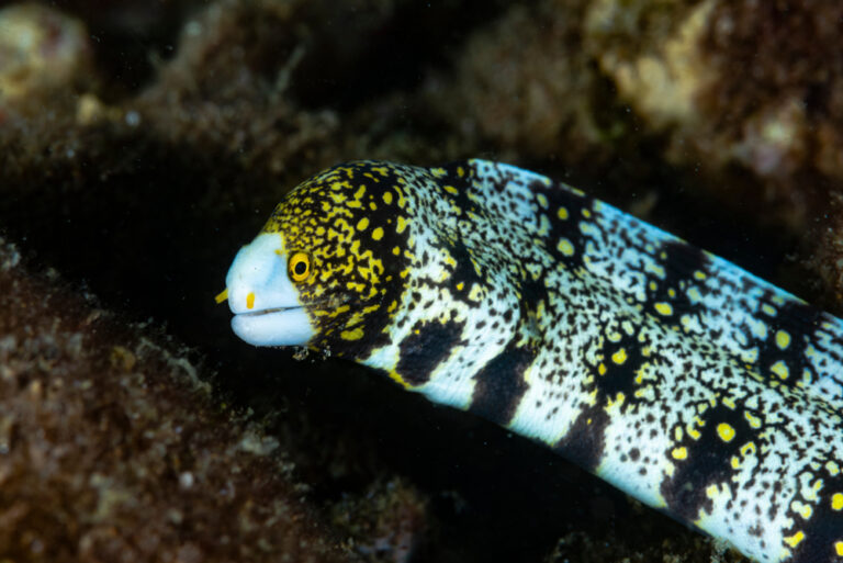 100+ Weird Fish Names - The Ultimate List | FishLab