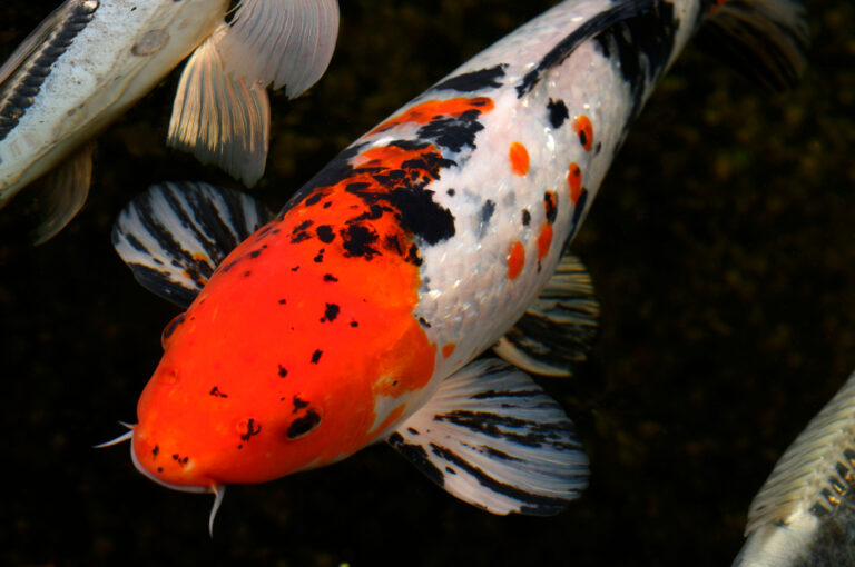 100+ Best Koi Fish Names - The Ultimate List | FishLab
