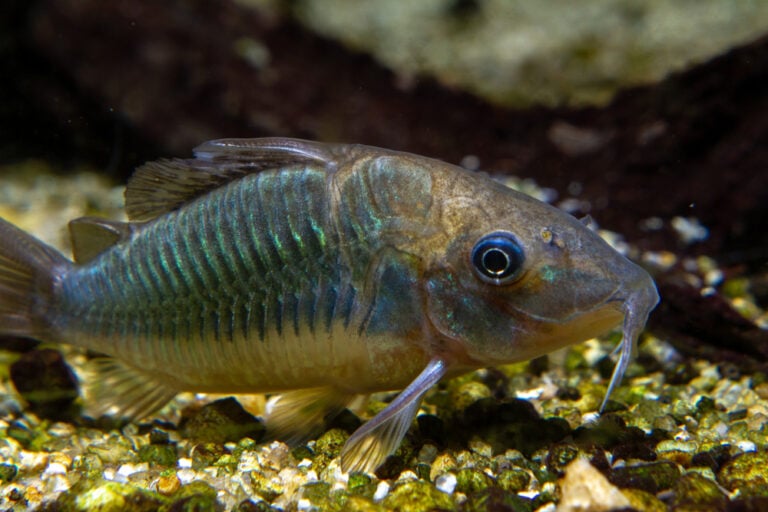 100+ Best Green Fish Names - The Ultimate List | FishLab