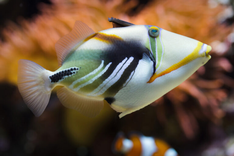 100+ Weird Fish Names - The Ultimate List | FishLab