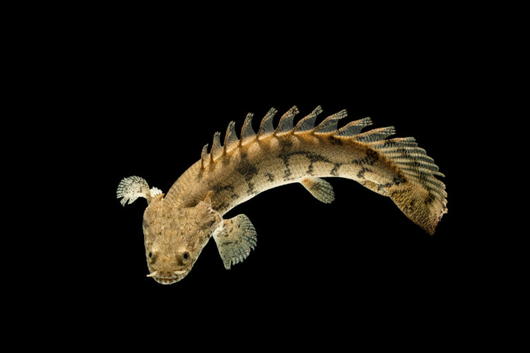 100+ Weird Fish Names - The Ultimate List | FishLab