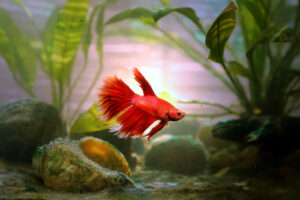 Betta Fish Lifespan: How to Extend and Care for Your Betta