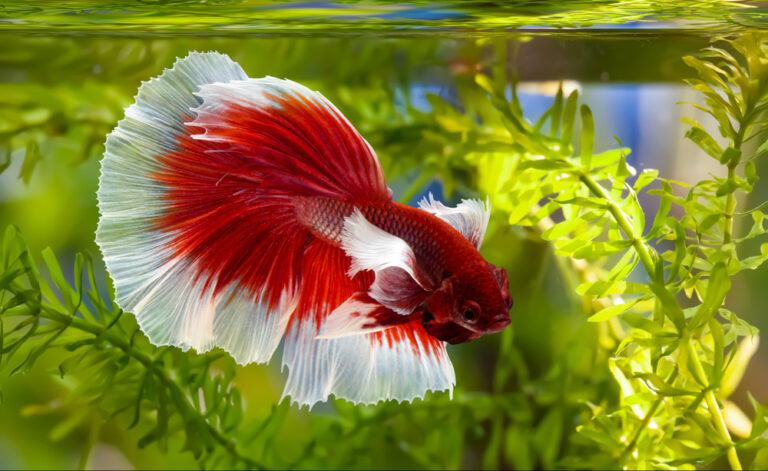 100+ Unique Male Betta Fish Names - The Ultimate List | FishLab