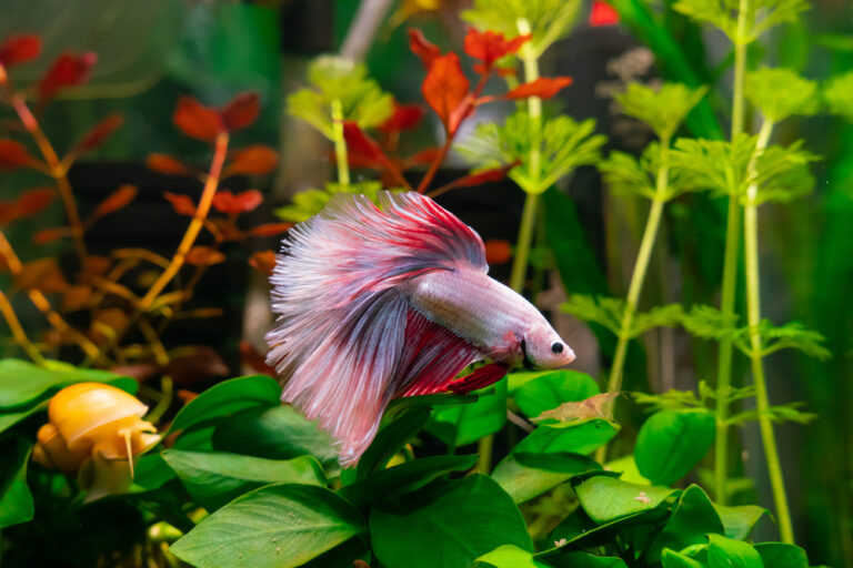 How to Train a Betta Fish: A Step-by-Step Comprehensive Guide | FishLab