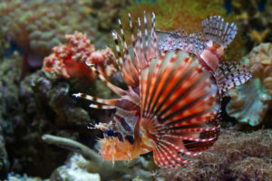 100+ Fish Pun Names: A Splash of Humor for Your Aquatic Companions ...