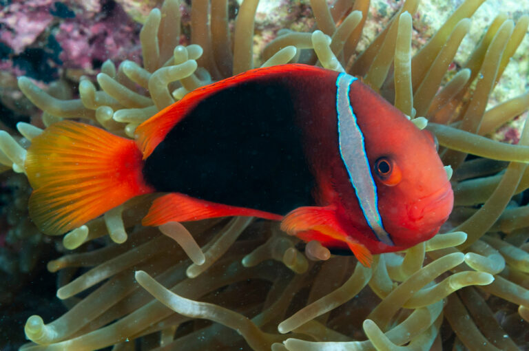 100+ Fish Pun Names: A Splash of Humor for Your Aquatic Companions ...