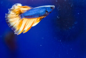 100+ Unique Male Betta Fish Names - The Ultimate List - FishLab