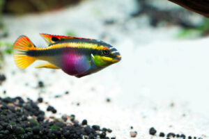 100+ Best Cool Fish Names - The Ultimate List - FishLab