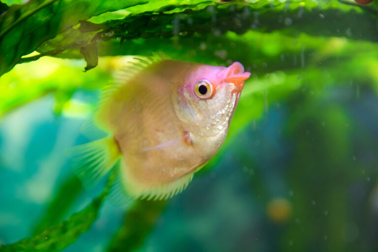 100+ Weirdest Fish Names Ever - The Ultimate List | FishLab