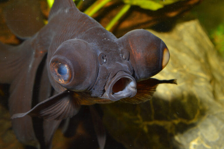 100+ Weird Fish Names - The Ultimate List | FishLab