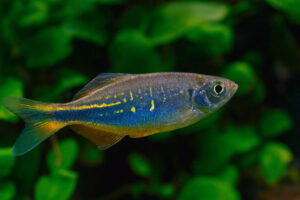 100+ Best Green Fish Names - The Ultimate List | FishLab
