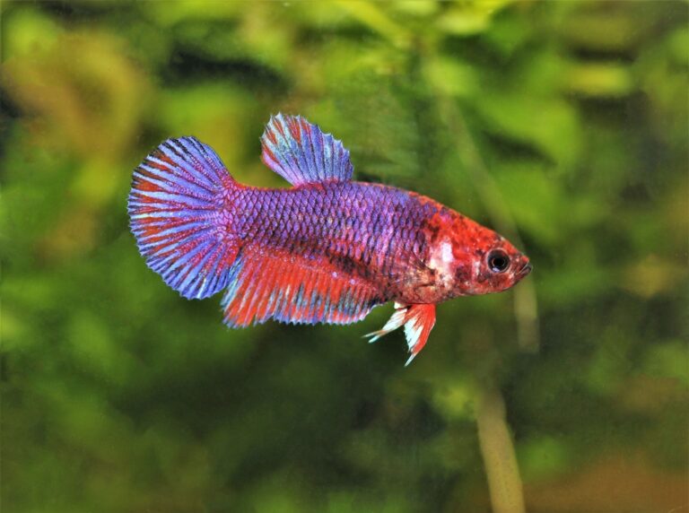 100+ Unique Male Betta Fish Names - The Ultimate List | FishLab