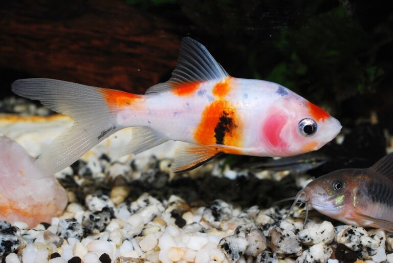 100+ Best Cool Fish Names - The Ultimate List | FishLab