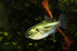 100+ Fish Pun Names: A Splash of Humor for Your Aquatic Companions ...