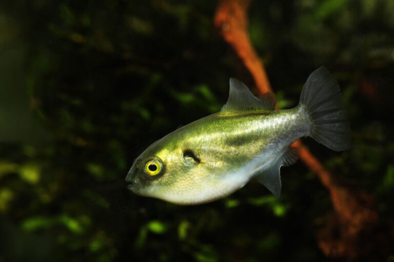 100+ Fish Pun Names: A Splash of Humor for Your Aquatic Companions ...