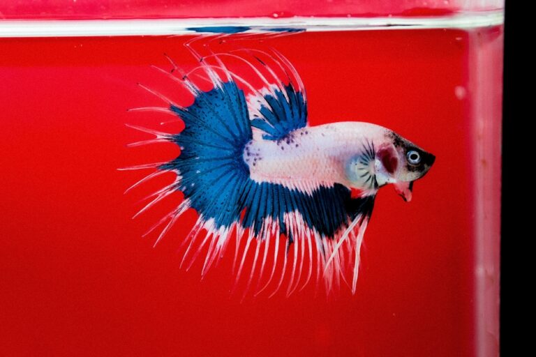 How to Train a Betta Fish: A Step-by-Step Comprehensive Guide | FishLab