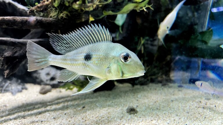 100+ Fish Pun Names: A Splash of Humor for Your Aquatic Companions ...