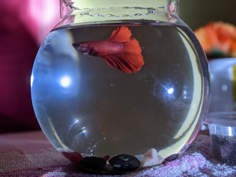 100+ Unique Male Betta Fish Names - The Ultimate List | FishLab