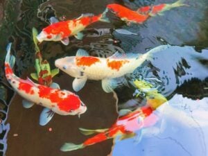 100+ Best Koi Fish Names - The Ultimate List - FishLab