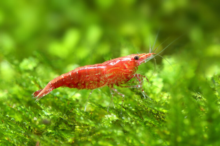 100+ Best Cool Fish Names - The Ultimate List | FishLab