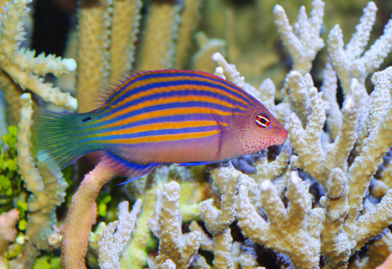100+ Best Purple Fish Names - The Ultimate List | FishLab