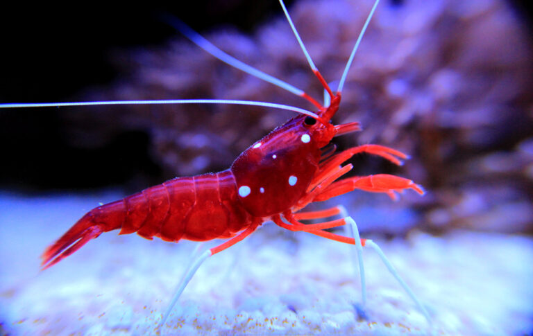 100+ Weird Fish Names - The Ultimate List | FishLab