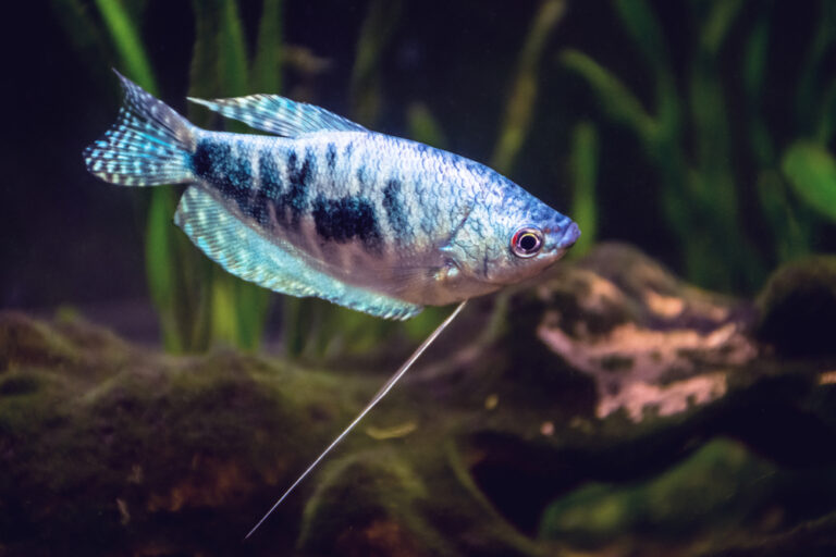 100+ Best Cool Fish Names - The Ultimate List | FishLab