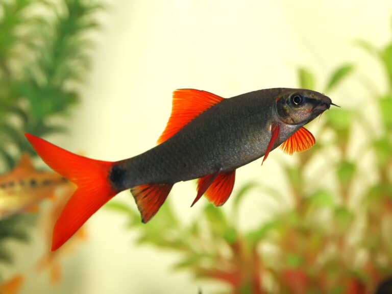 100+ Best Colorful Fish Names - The Ultimate List | FishLab