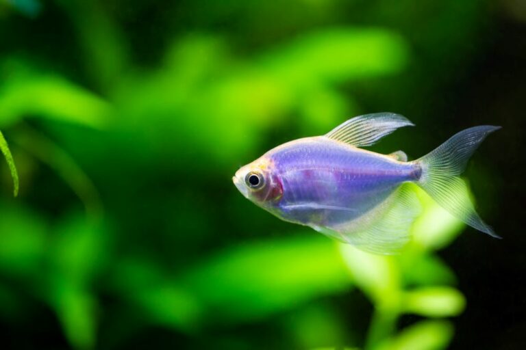 100+ Best Purple Fish Names - The Ultimate List | FishLab