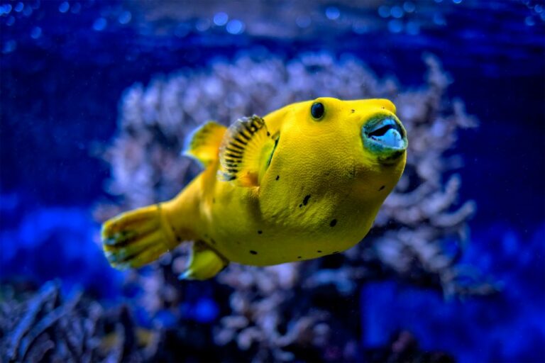 100+ Weirdest Fish Names Ever - The Ultimate List | FishLab