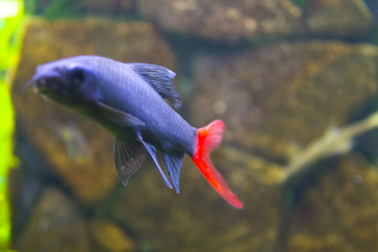 100+ Best Orange Fish Names - The Ultimate List | FishLab