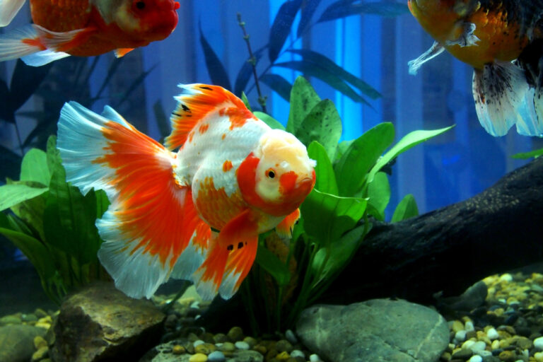 What to Feed a Goldfish: 7 Best Foods and Care Tips | FishLab