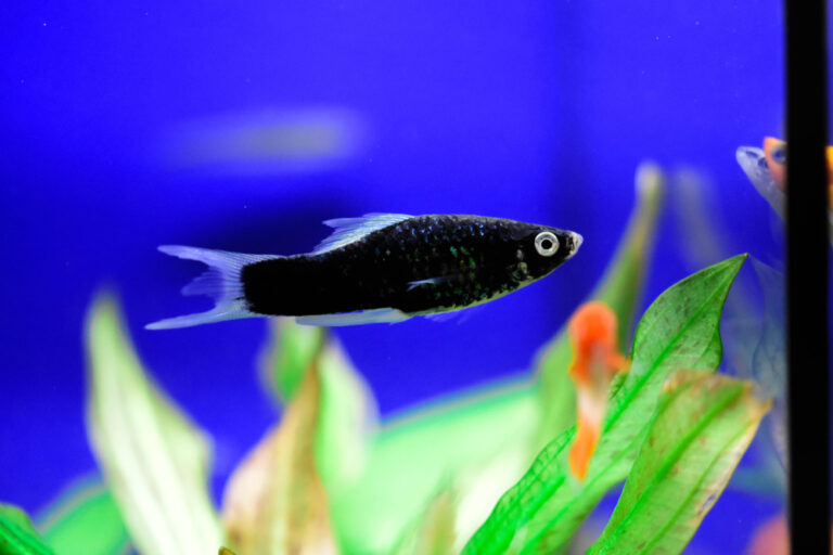 Finding Nemo Fish Names - The Ultimate List | FishLab