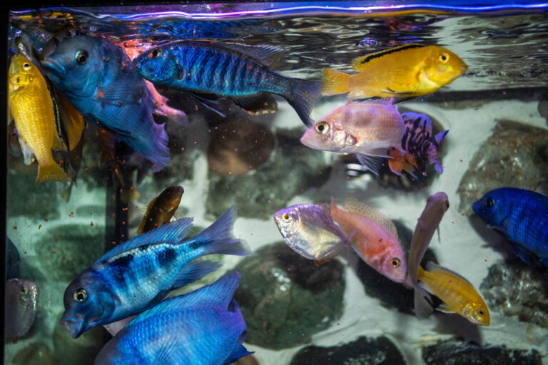 100+ Funny Fish Names - The Ultimate List | FishLab