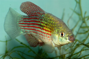 100+ Cute Fish Names - The Ultimate List | FishLab