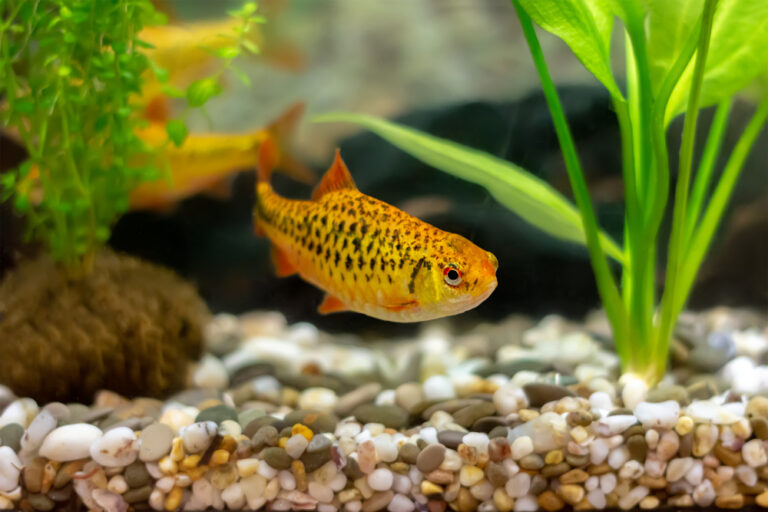100+ Good Fish Names: The Ultimate List for Your Pet Fish