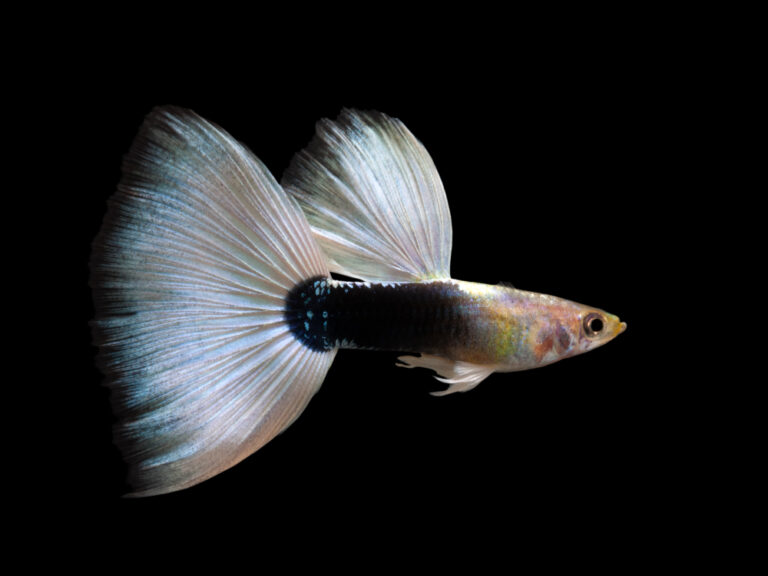 100+ Best Unique Fish Names - The Ultimate List | FishLab