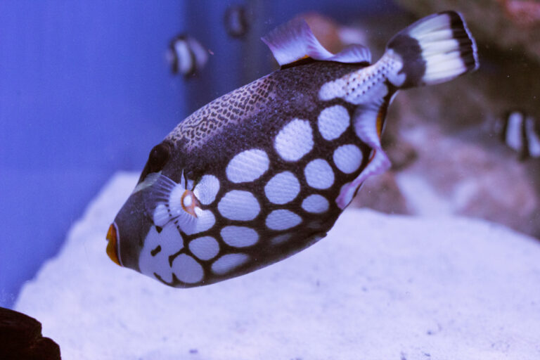 Finding Nemo Fish Names - The Ultimate List | FishLab