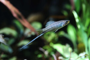 100+ Best Unique Fish Names - The Ultimate List - FishLab