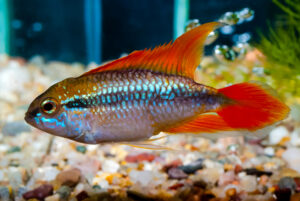 100+ Best Unique Fish Names - The Ultimate List | FishLab