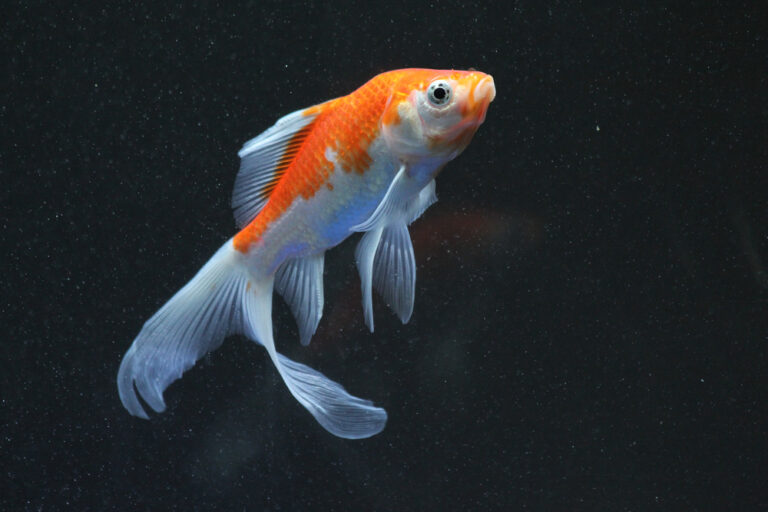 100+ Best Orange Fish Names - The Ultimate List - FishLab